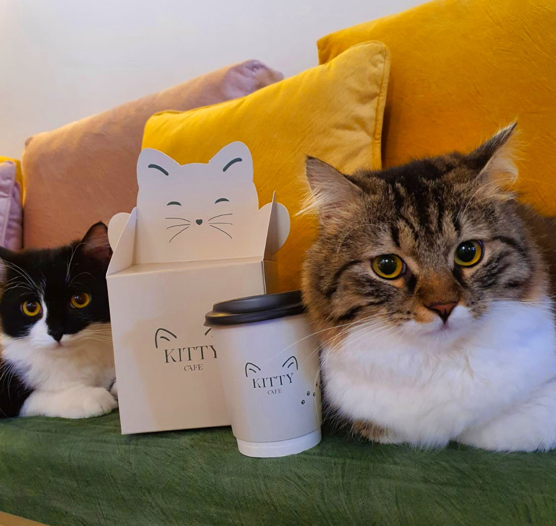 Kitty Cafe | | Buy One Get One Free | The ENTERTAINER