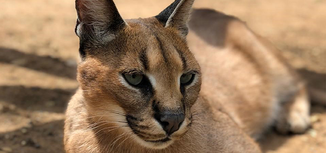 The ENTERTAINER - Lory Park Zoo