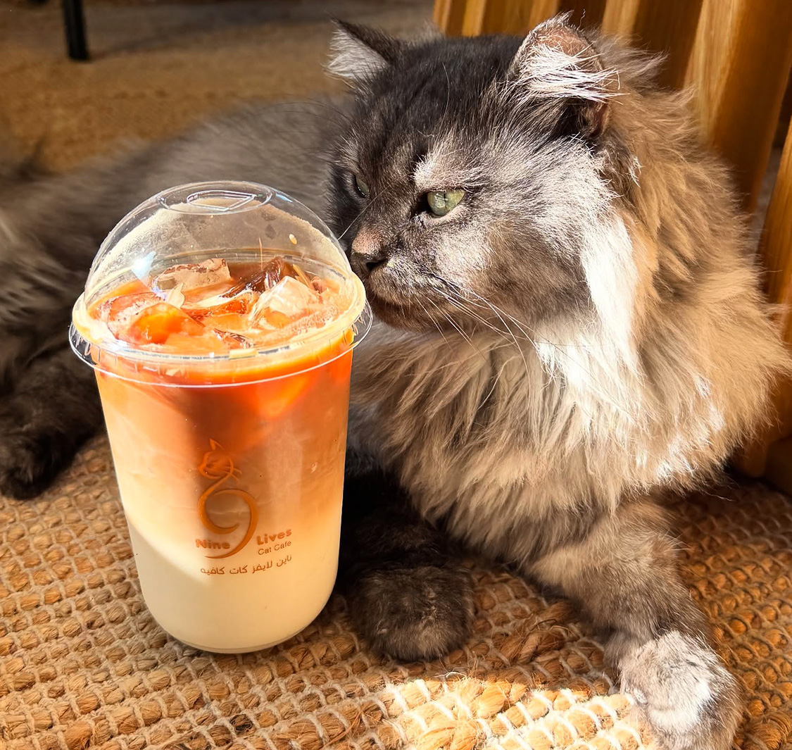 Nine Lives Cat Cafe | | Buy One Get One Free | The ENTERTAINER