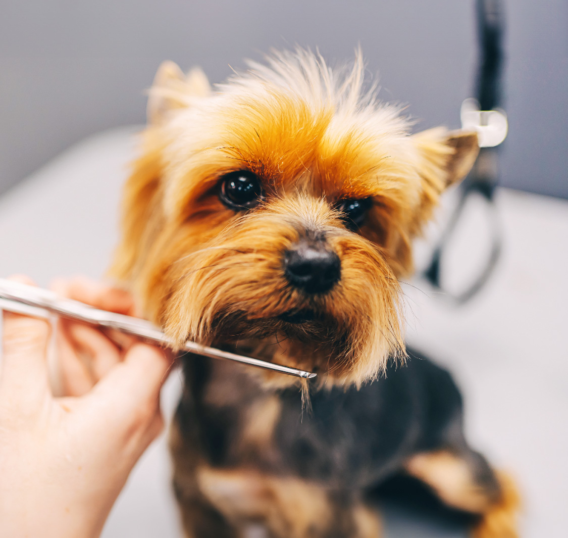 Pet Corner Dubai | | Buy One Get One Free | The ENTERTAINER