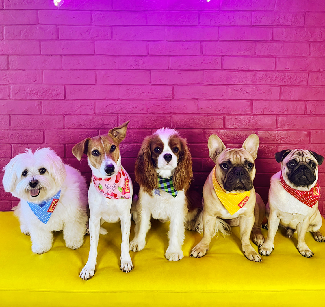 Shampooch | | Buy One Get One Free | The ENTERTAINER